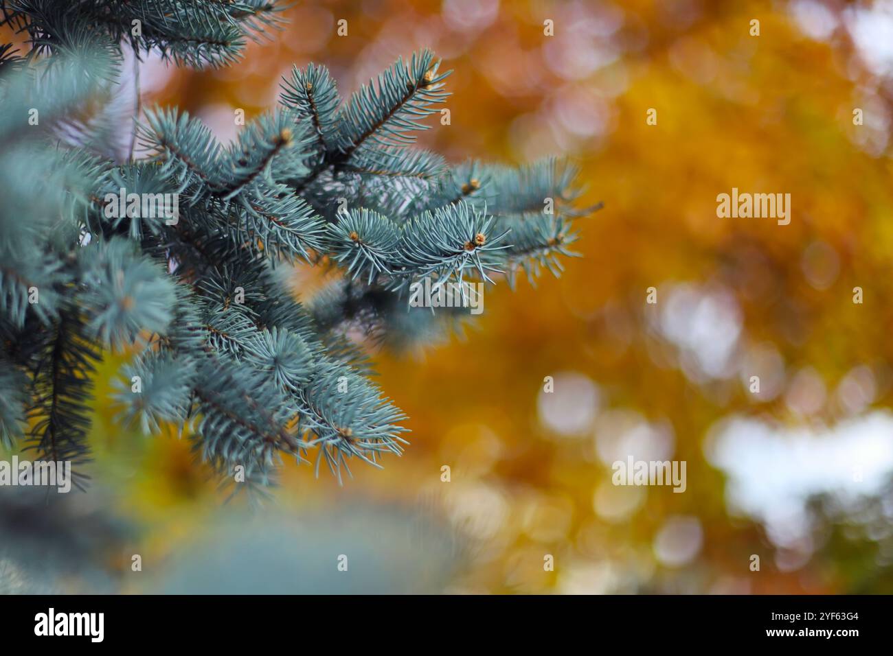 Branches of a fur tree Stock Photo - Alamy