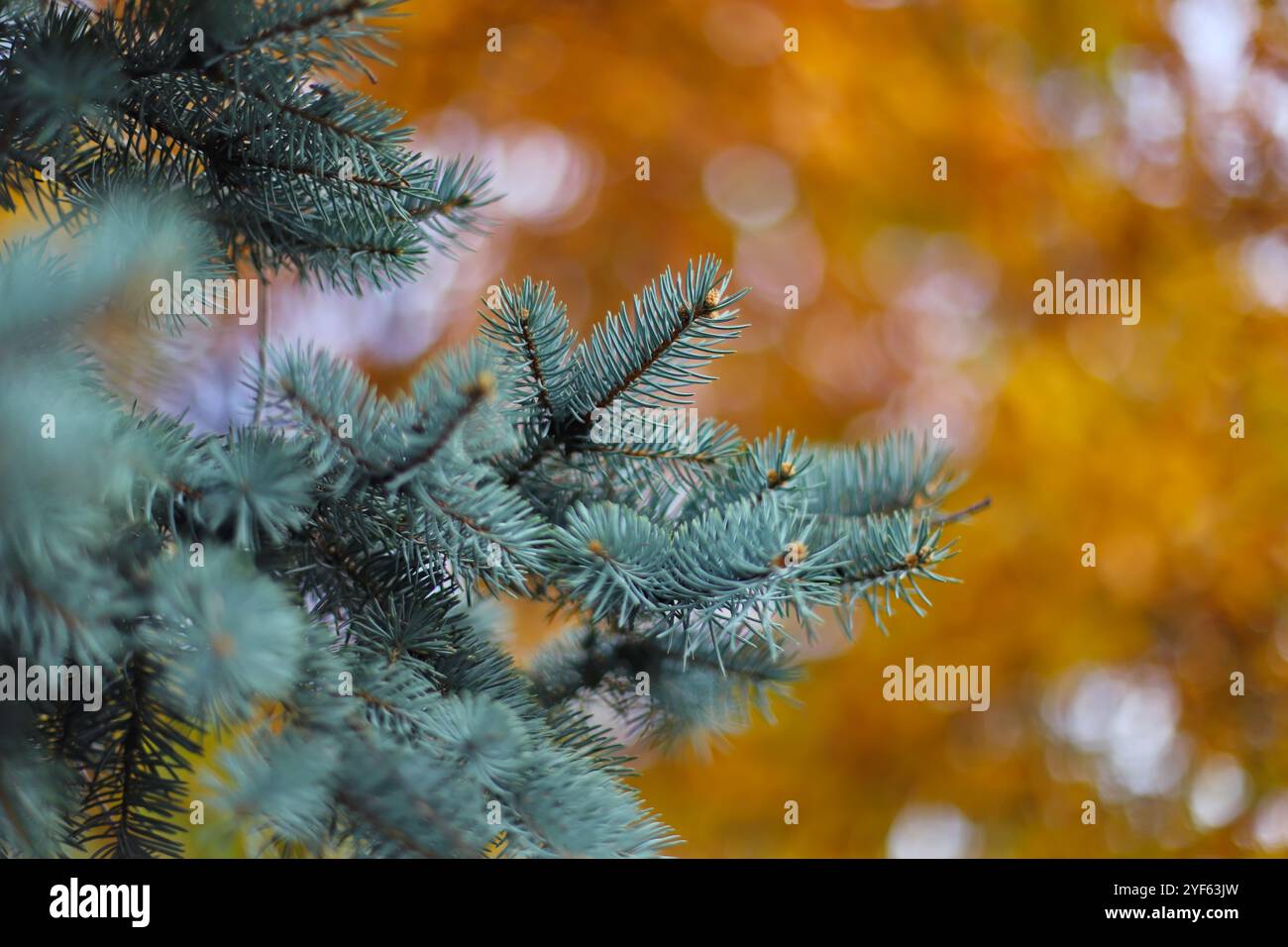 Branches of a fur tree Stock Photo - Alamy