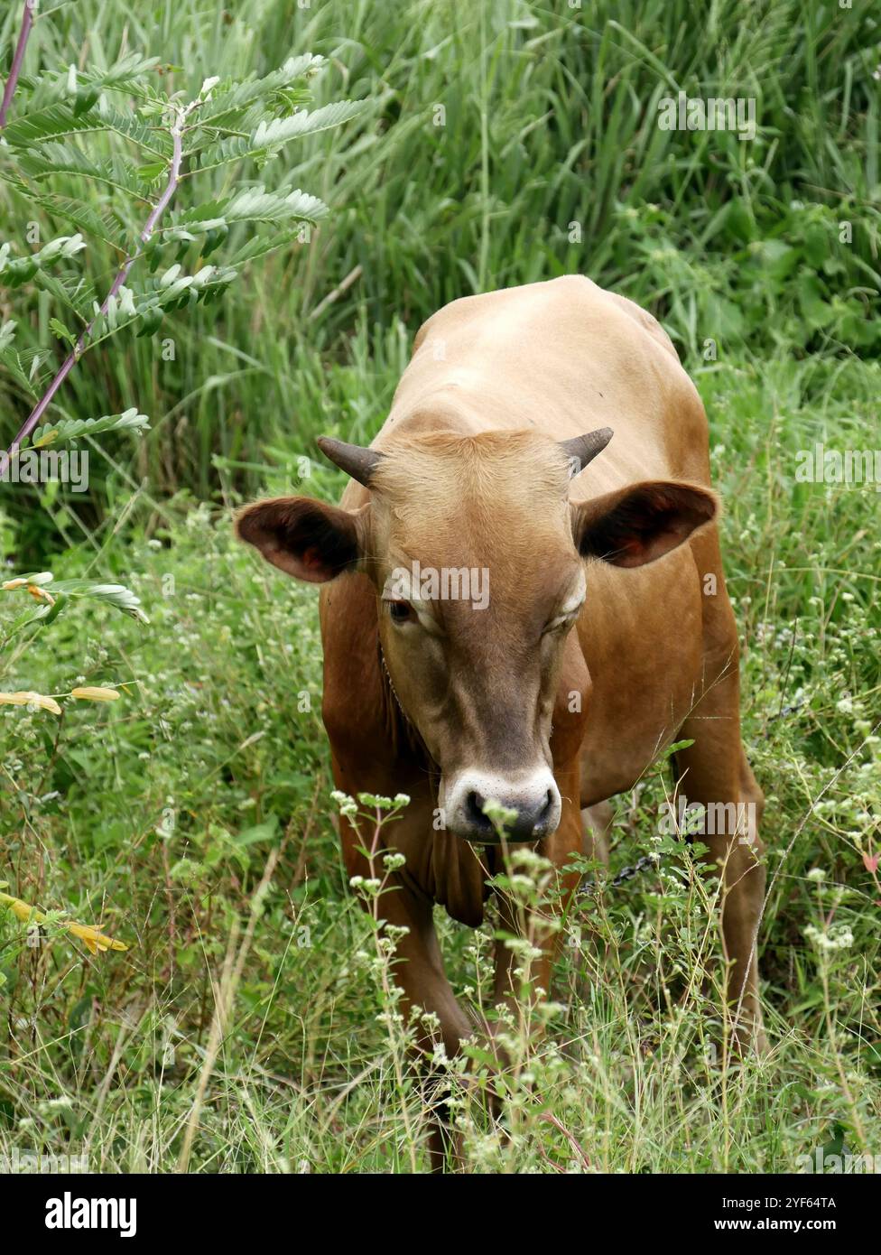 Creole cattle hi-res stock photography and images - Alamy
