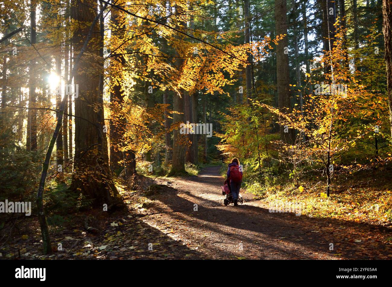 British forest hi-res stock photography and images - Alamy