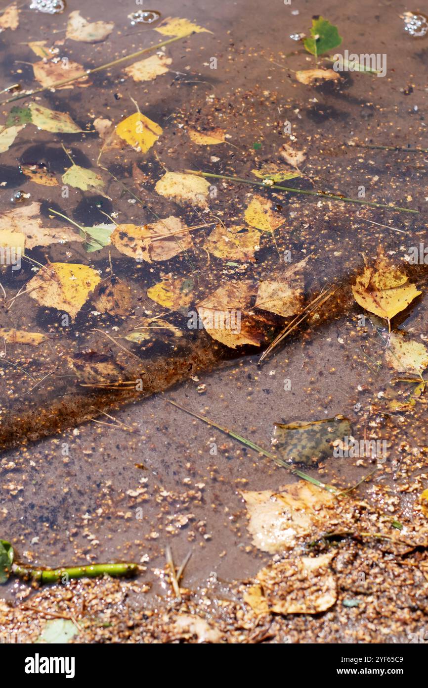 A small puddle of water has various leaves gently floating on top of it ...