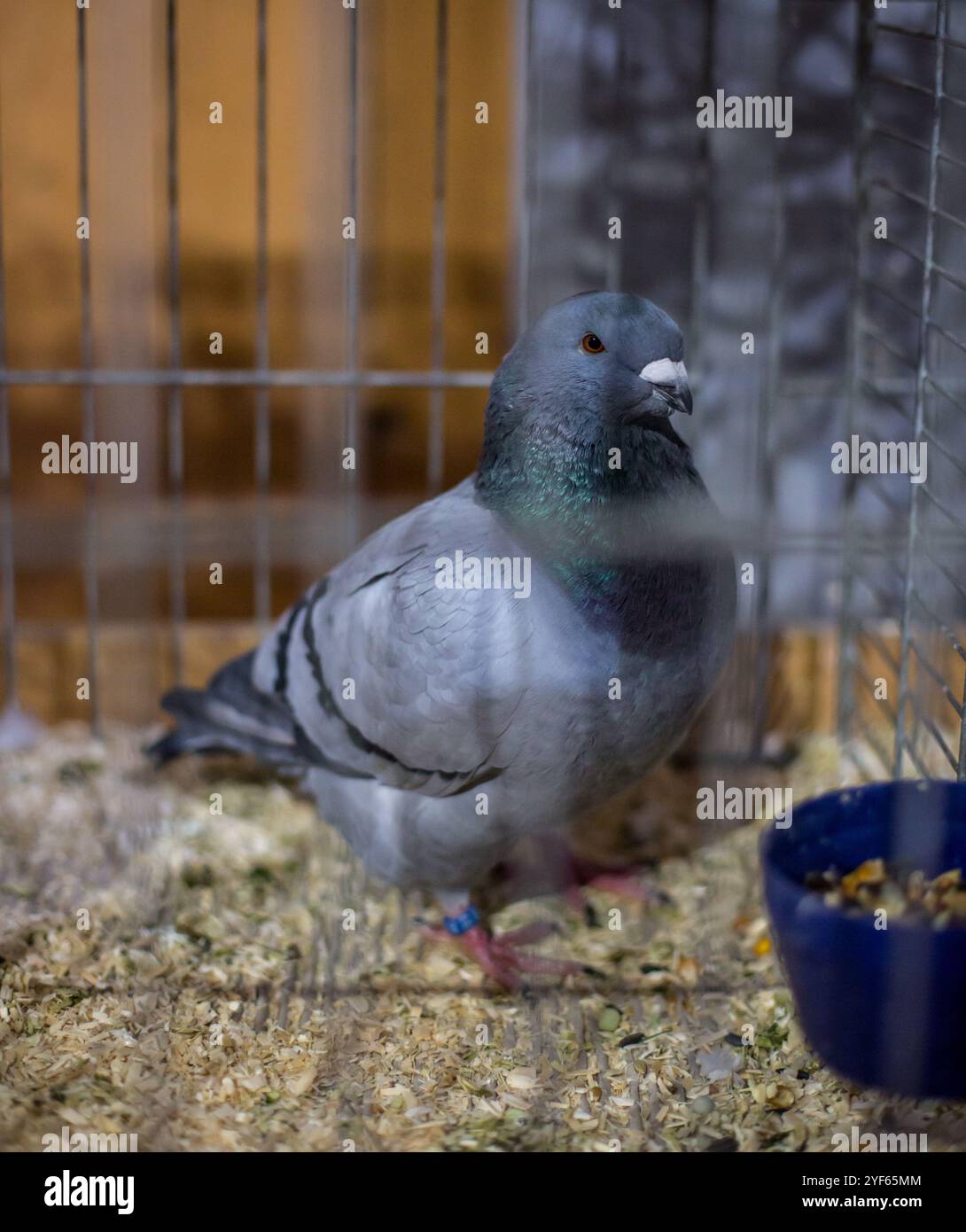 Giant pigeon hi-res stock photography and images - Alamy