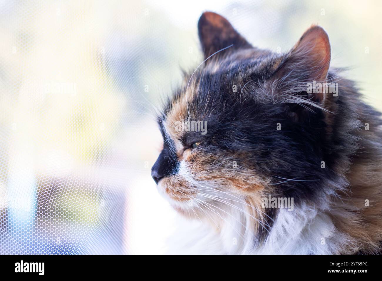 This is a detailed closeup view of a beautiful calico cat, gazing ...