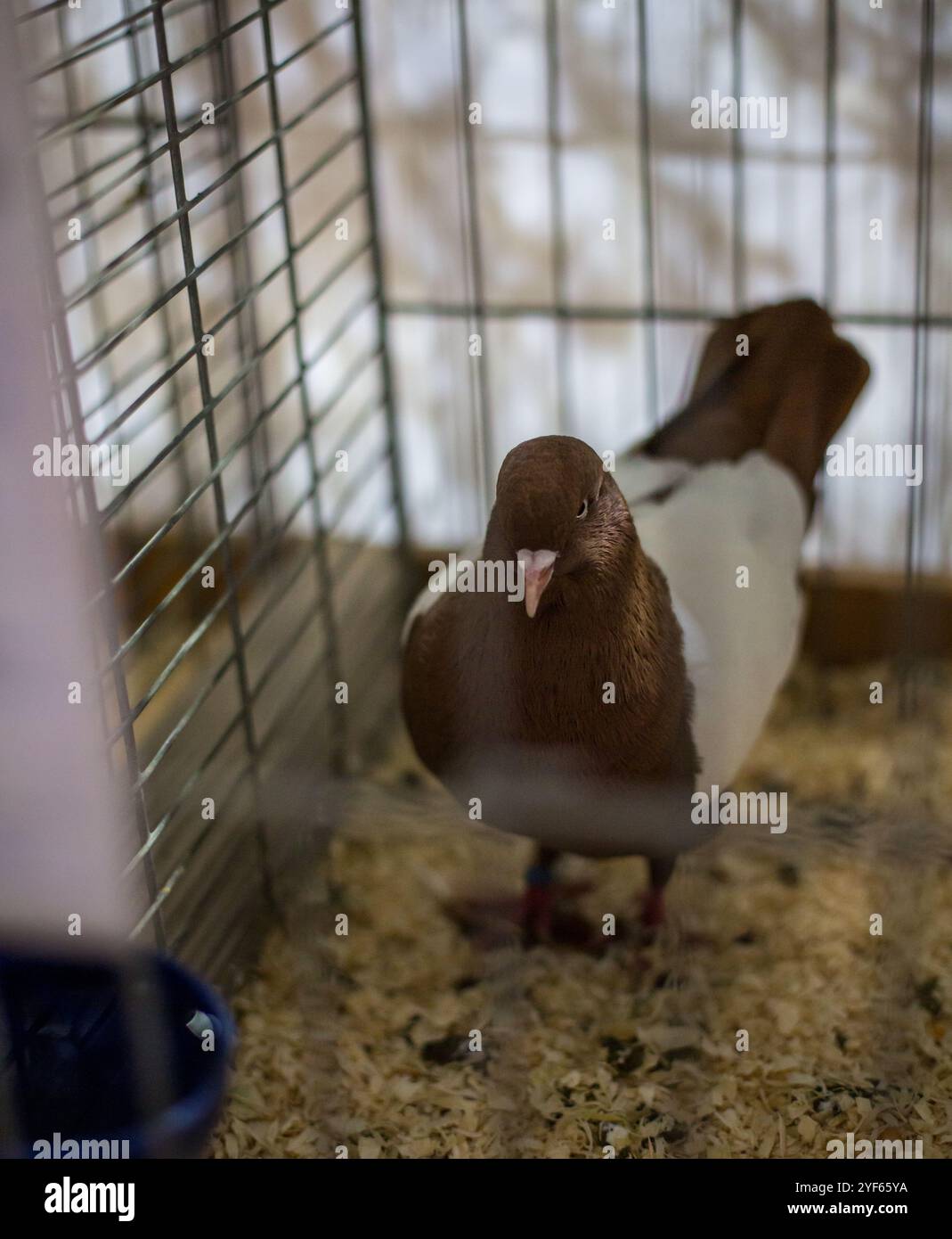Dutch Highflyer Pigeon on an animal exhibition Stock Photo - Alamy