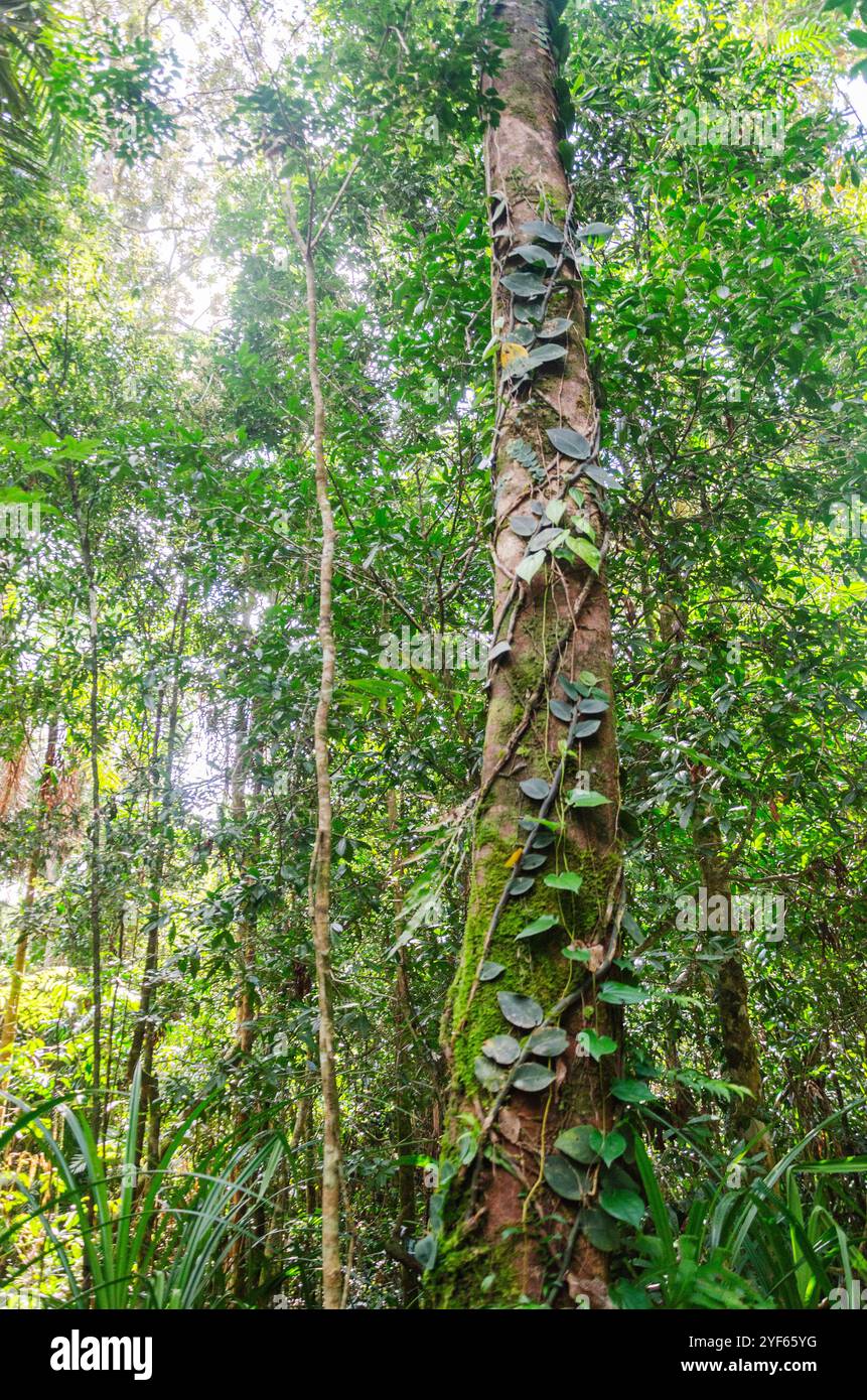 Tropical rainforest in Daintree River National Park in Queensland ...