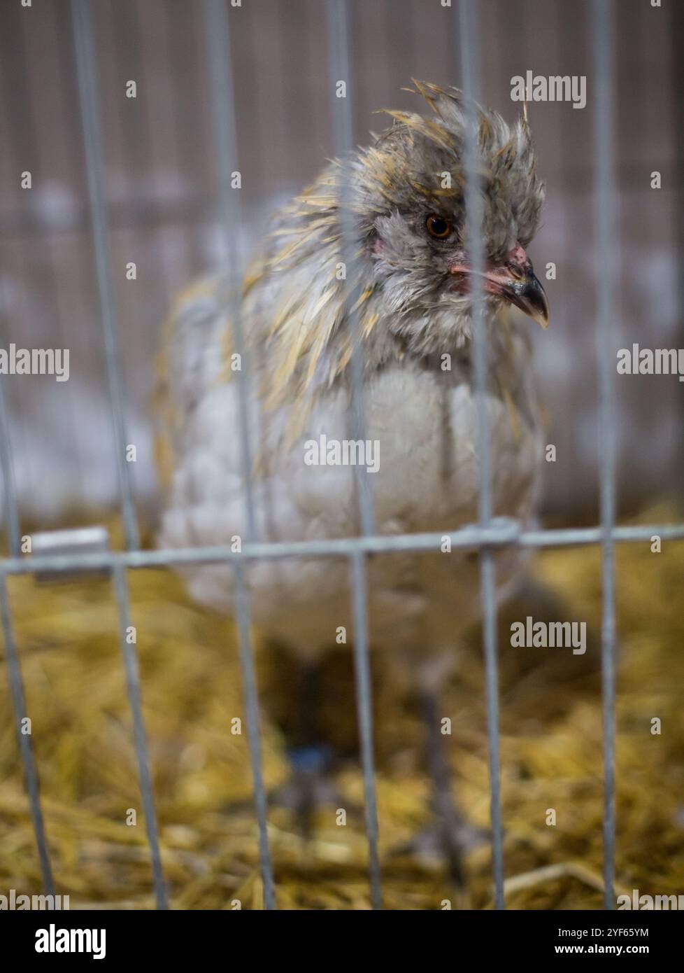 Lavender chicken hen hi-res stock photography and images - Alamy
