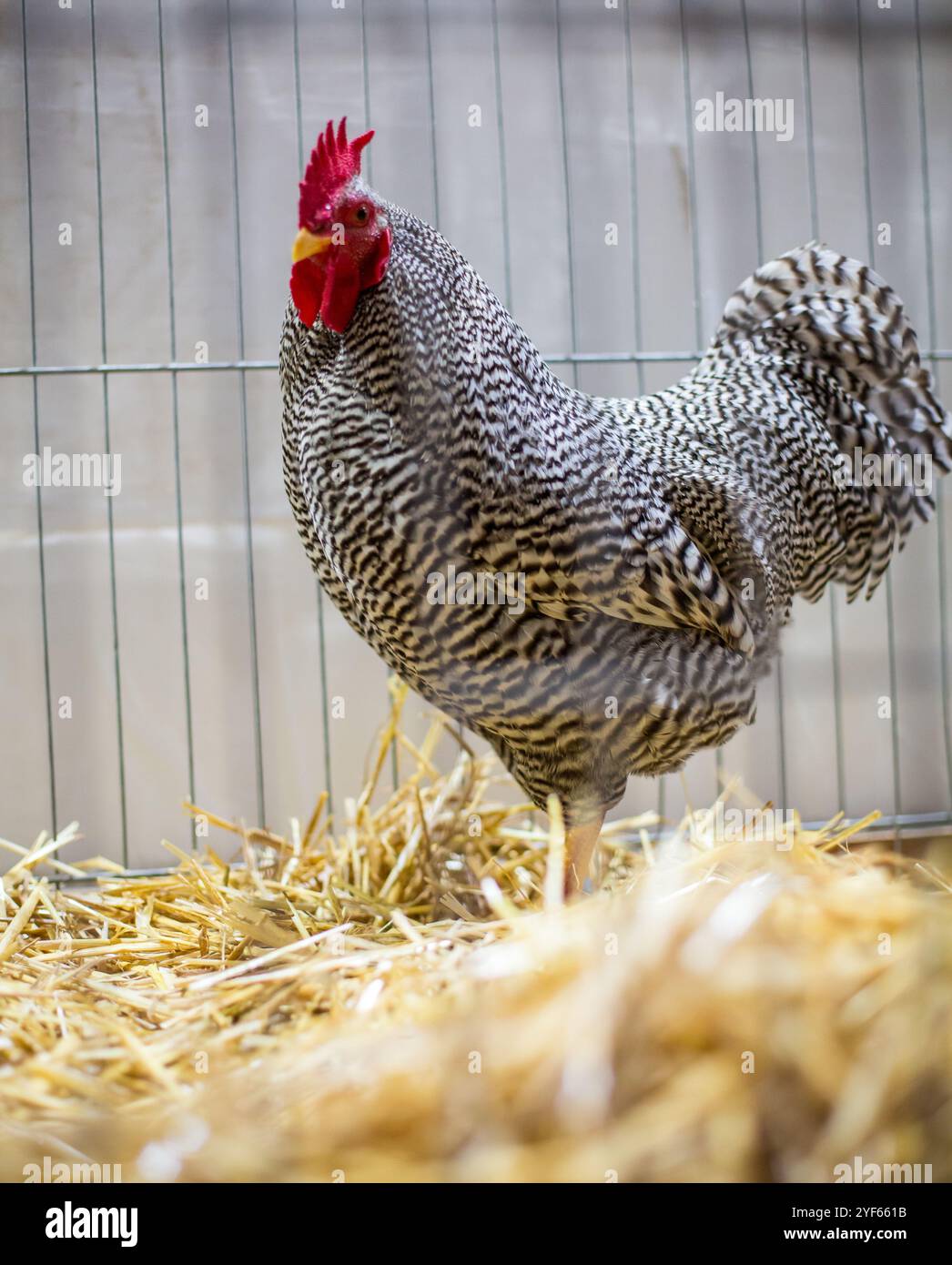 Bantam amrock rooster hi-res stock photography and images - Alamy