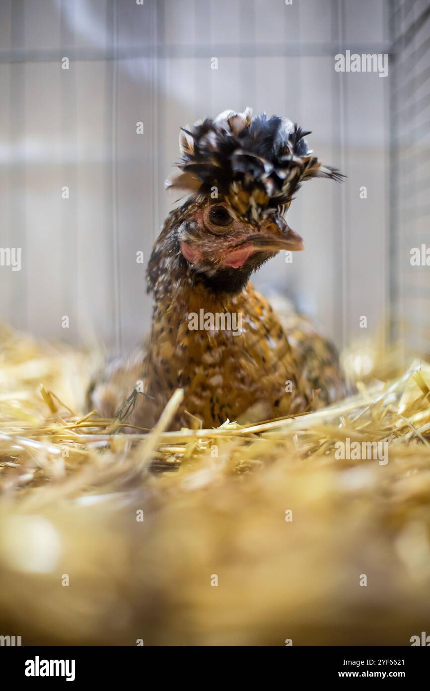 Sanjak Long Crower chicken hen on an animal exhibition Stock Photo - Alamy