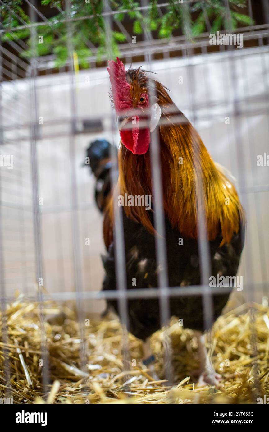 Show chicken hi-res stock photography and images - Alamy