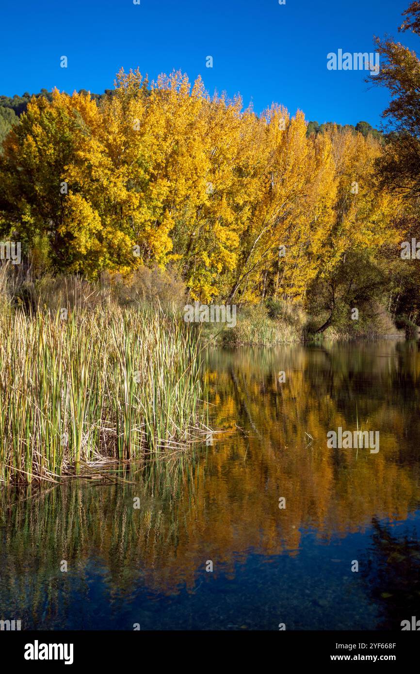 Vertical view of the reflection of the trees in autumn on the river, in ...