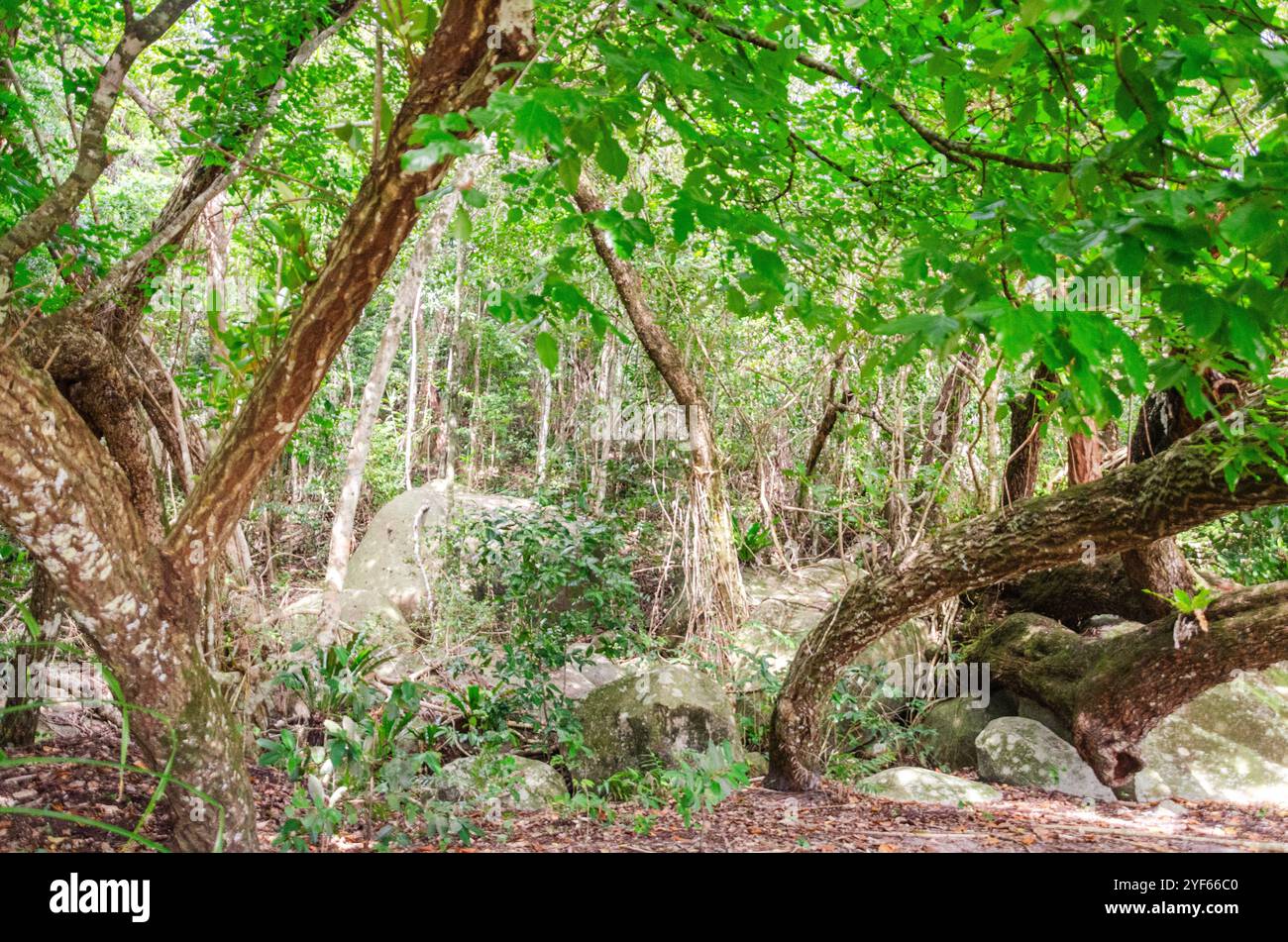 Tropical rainforest in Daintree River National Park in Queensland ...