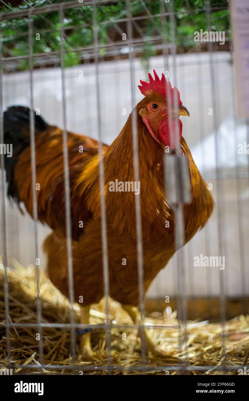 New Hampshire chicken rooster on an animal exhibition Stock Photo - Alamy