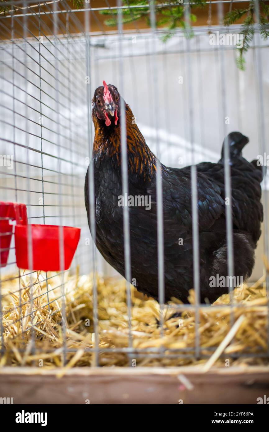 Black marans hen hi-res stock photography and images - Alamy
