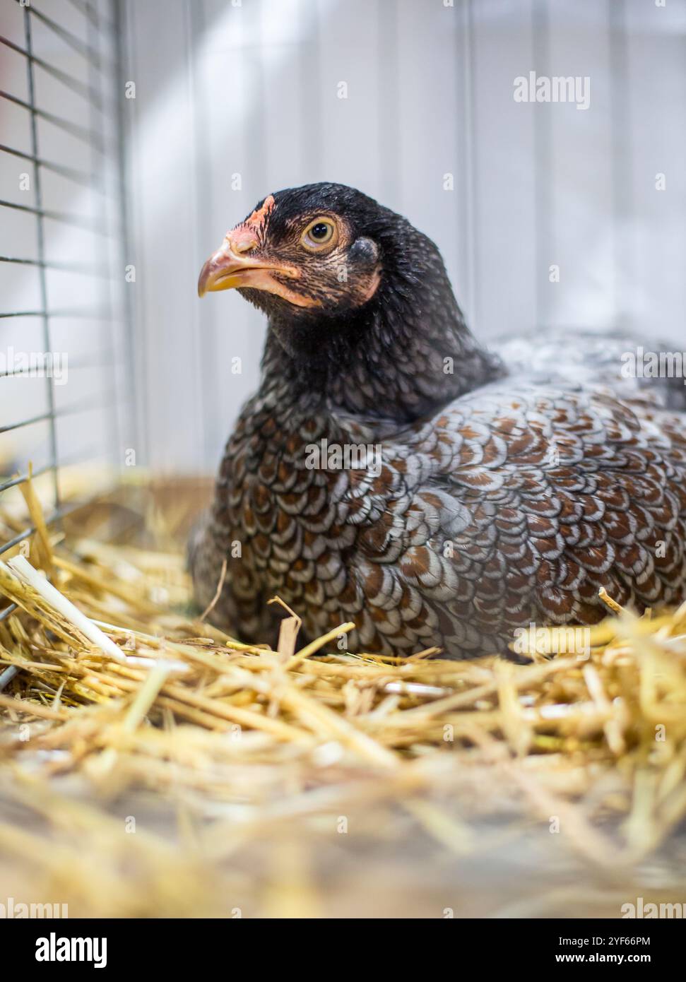 Indian game hen hi-res stock photography and images - Alamy