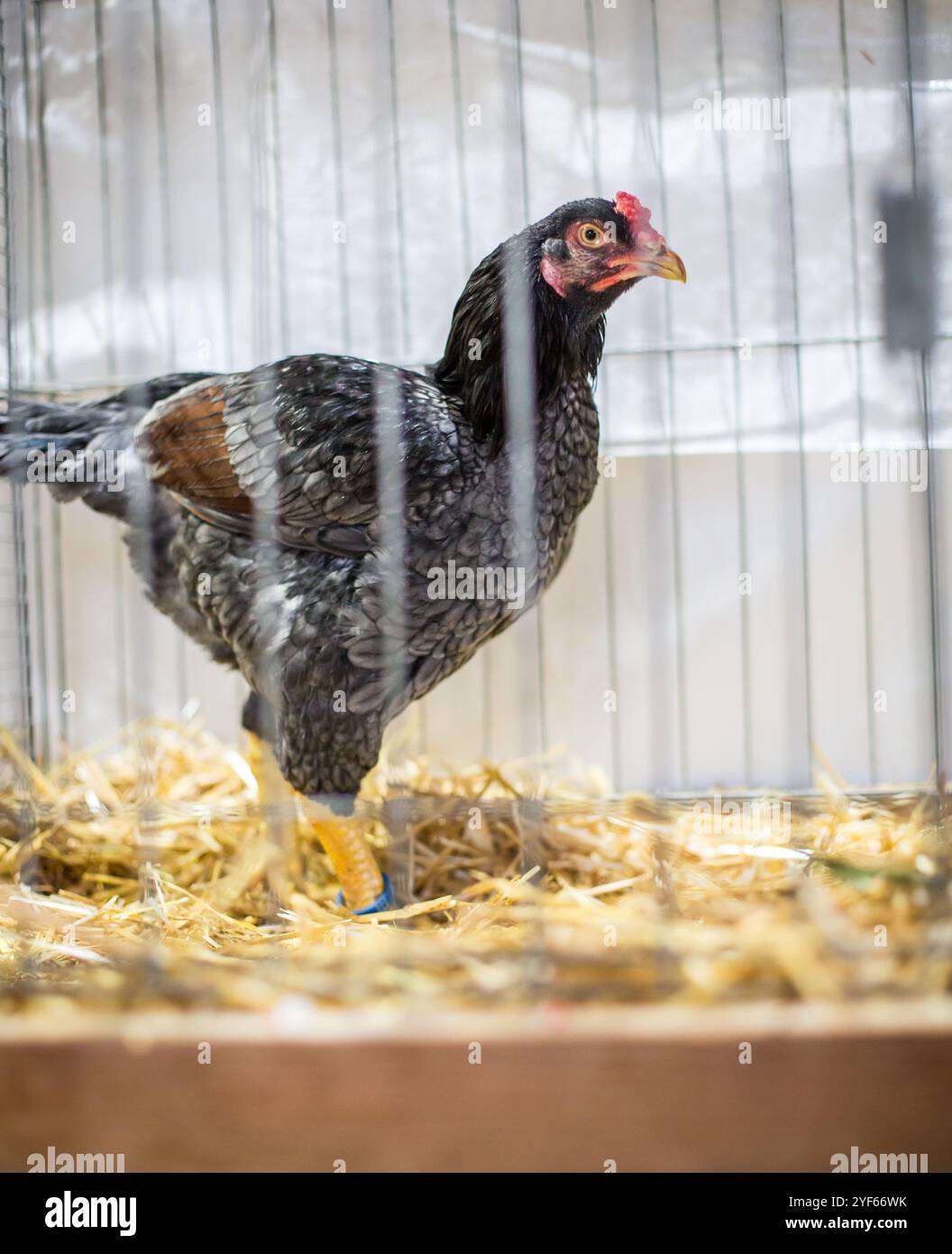 Indian Game chicken rooster (Indischer Kämpfer) on an animal exhibition ...