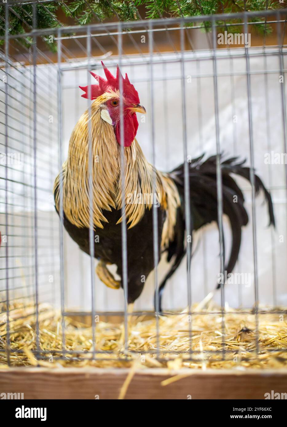 Italian chicken rooster (Italiener) on an animal exhibition Stock Photo ...