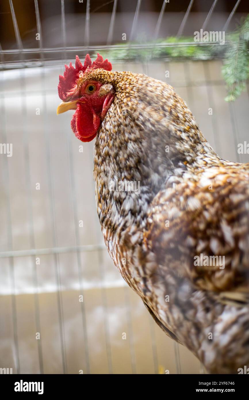 Bielefelder kennhuhn hi-res stock photography and images - Alamy