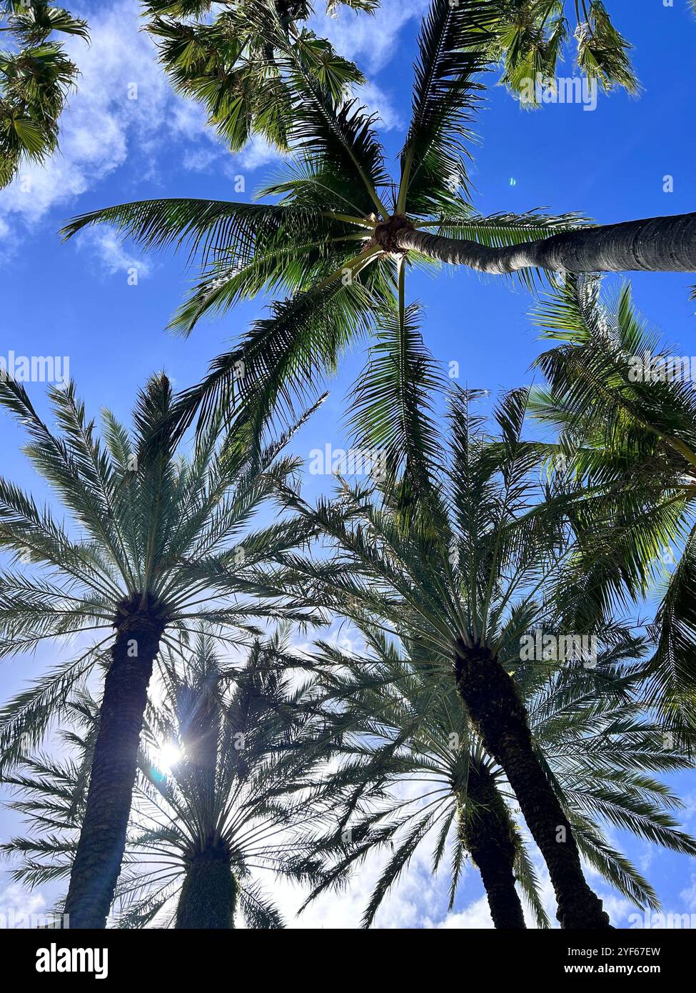 Skyview of palm trees in the Bahamas Stock Photo - Alamy