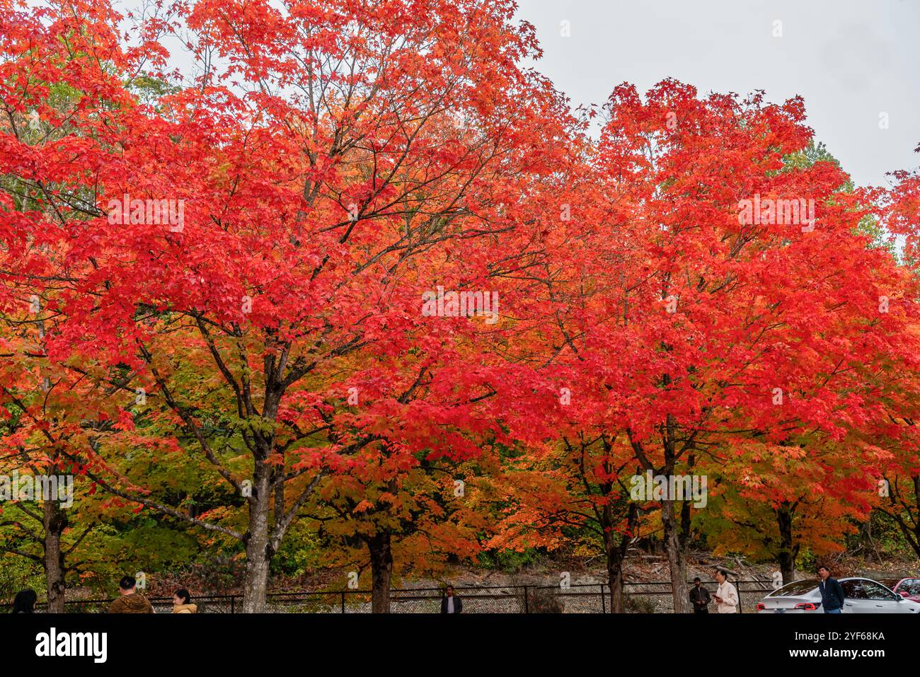 Trees with brilliant fall colors at Coulon Park in Renton, Washington Stock Photo - Alamy