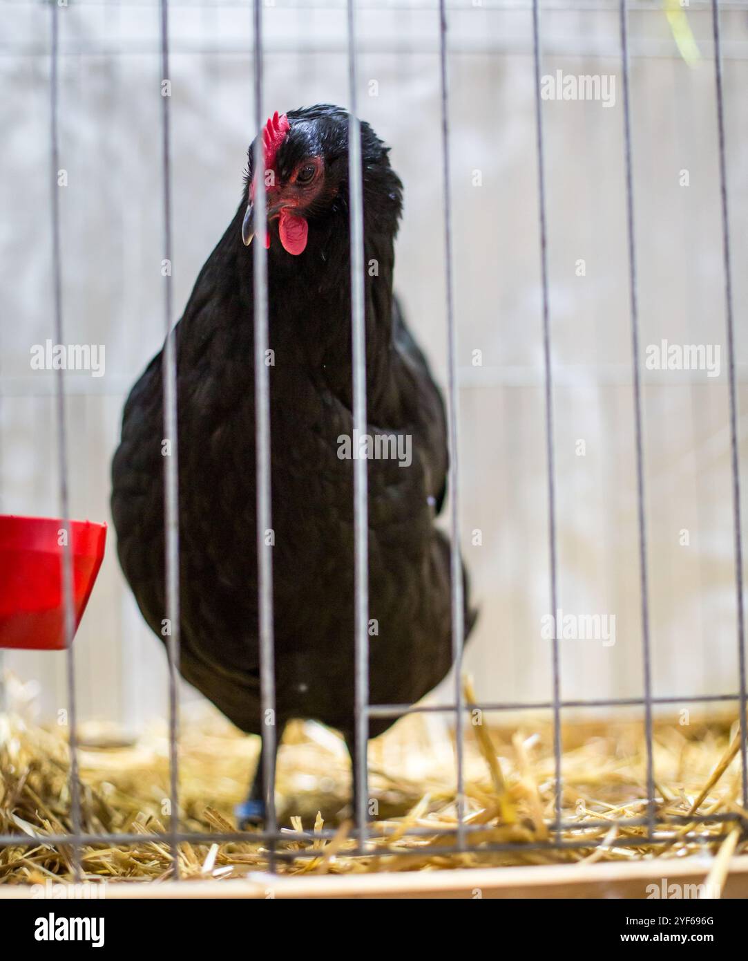Australorps hen hi-res stock photography and images - Alamy