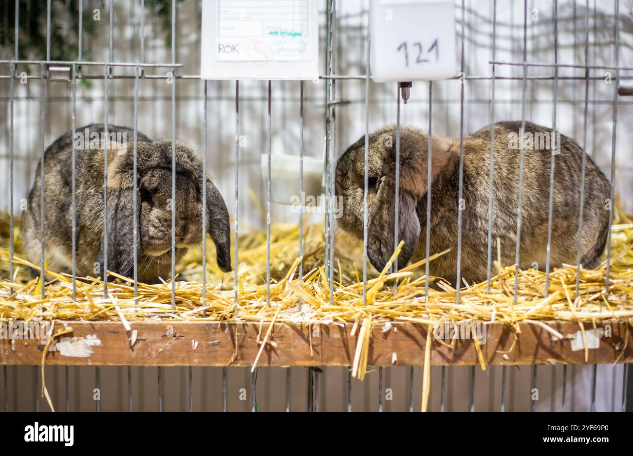 Lower two rabbits hi-res stock photography and images - Alamy