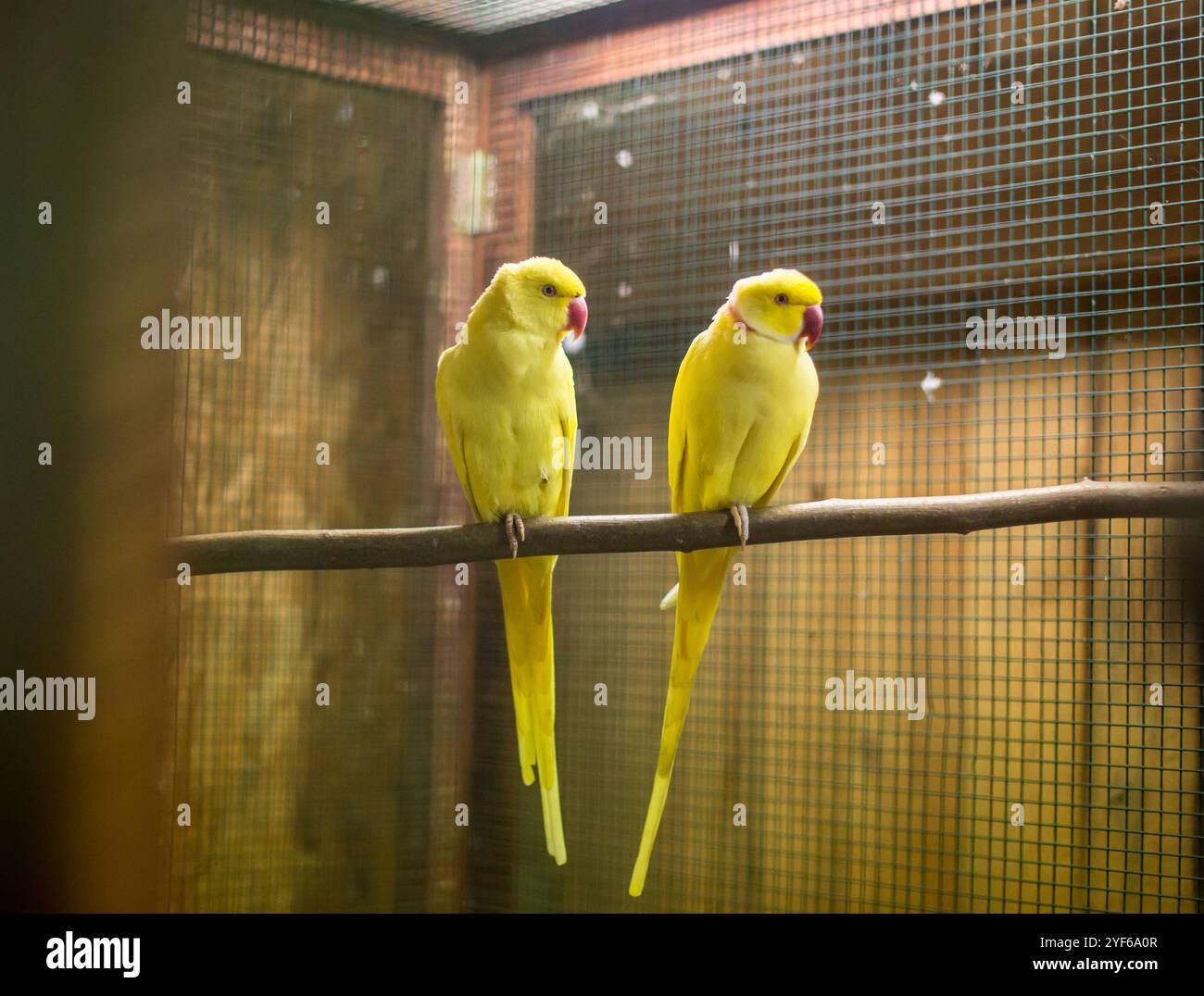 Two Yellow Ring-necked Parakeets (Psittacula krameri Stock Photo - Alamy