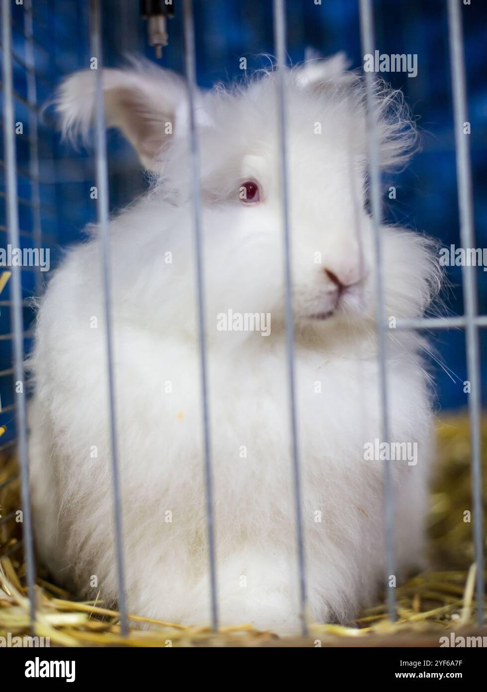 White Angora rabbit on an animal exhibition Stock Photo - Alamy
