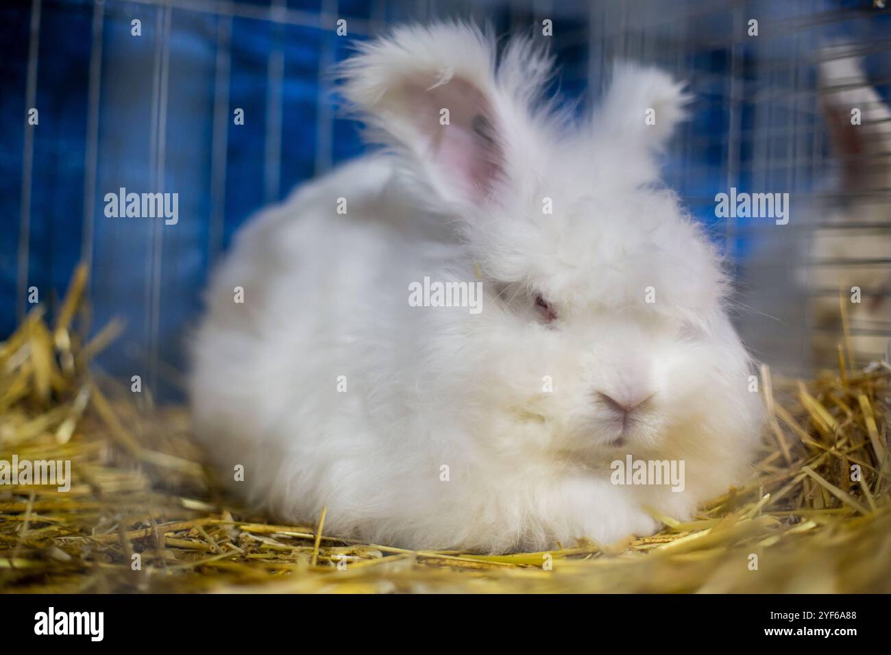 White Angora rabbit on an animal exhibition Stock Photo - Alamy