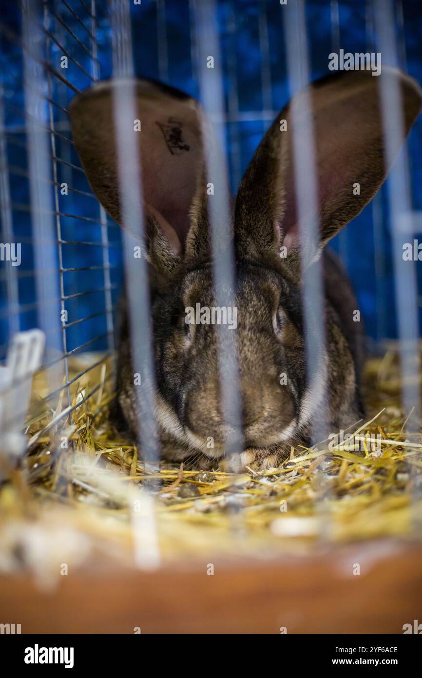 Giant Grey Rabbit on an animal exhibition Stock Photo - Alamy
