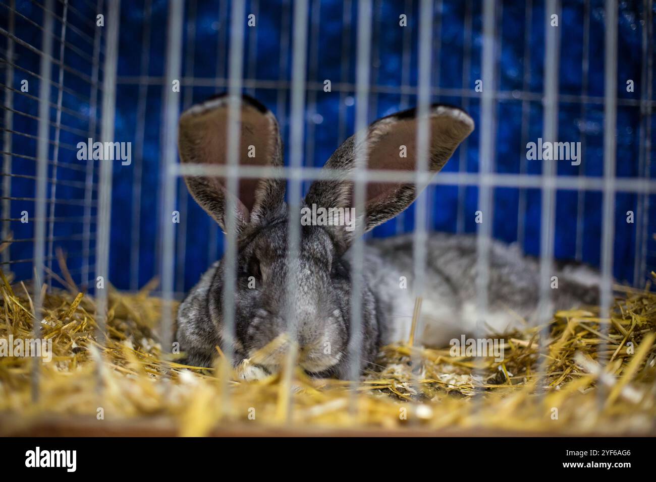 Giant Grey Rabbit on an animal exhibition Stock Photo - Alamy