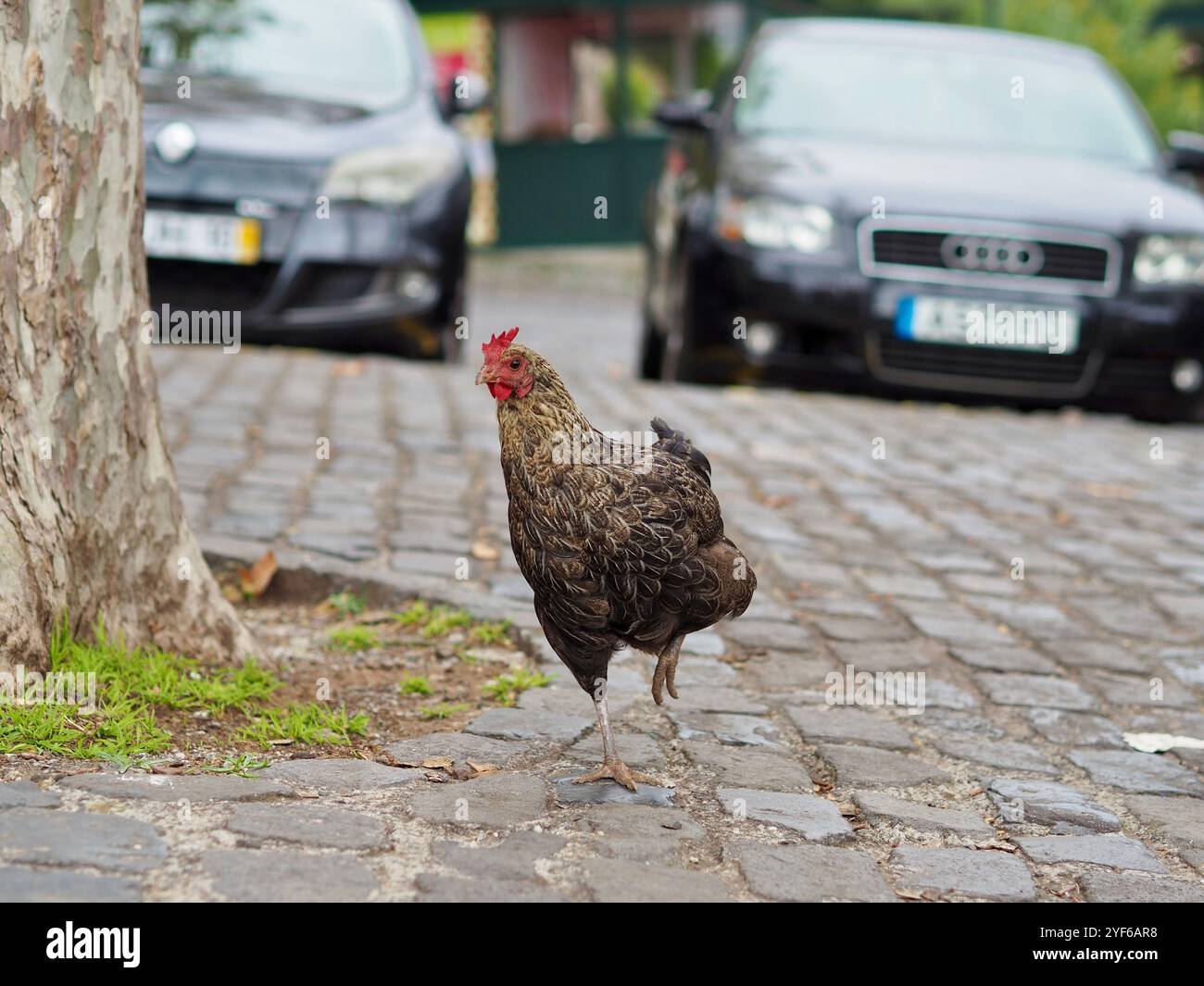 Playful exploration of urban life hi-res stock photography and images ...
