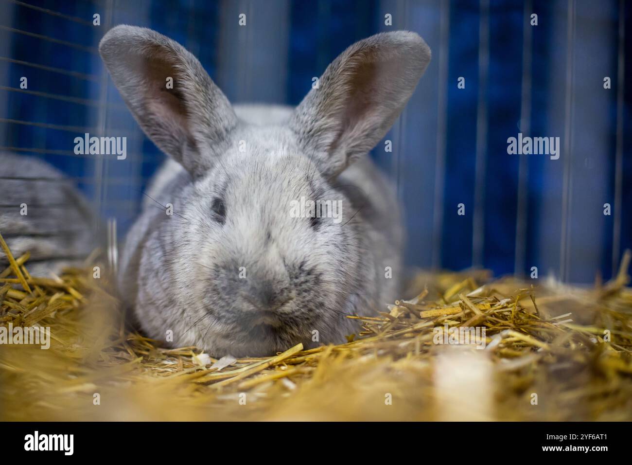 Silver grey rabbit hi-res stock photography and images - Alamy