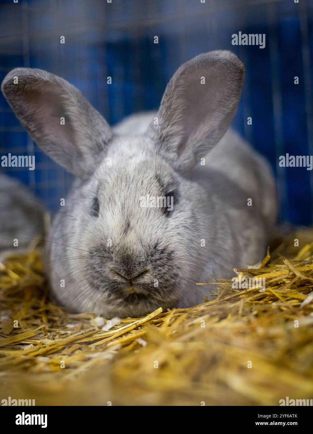 Silver grey rabbit hi-res stock photography and images - Alamy