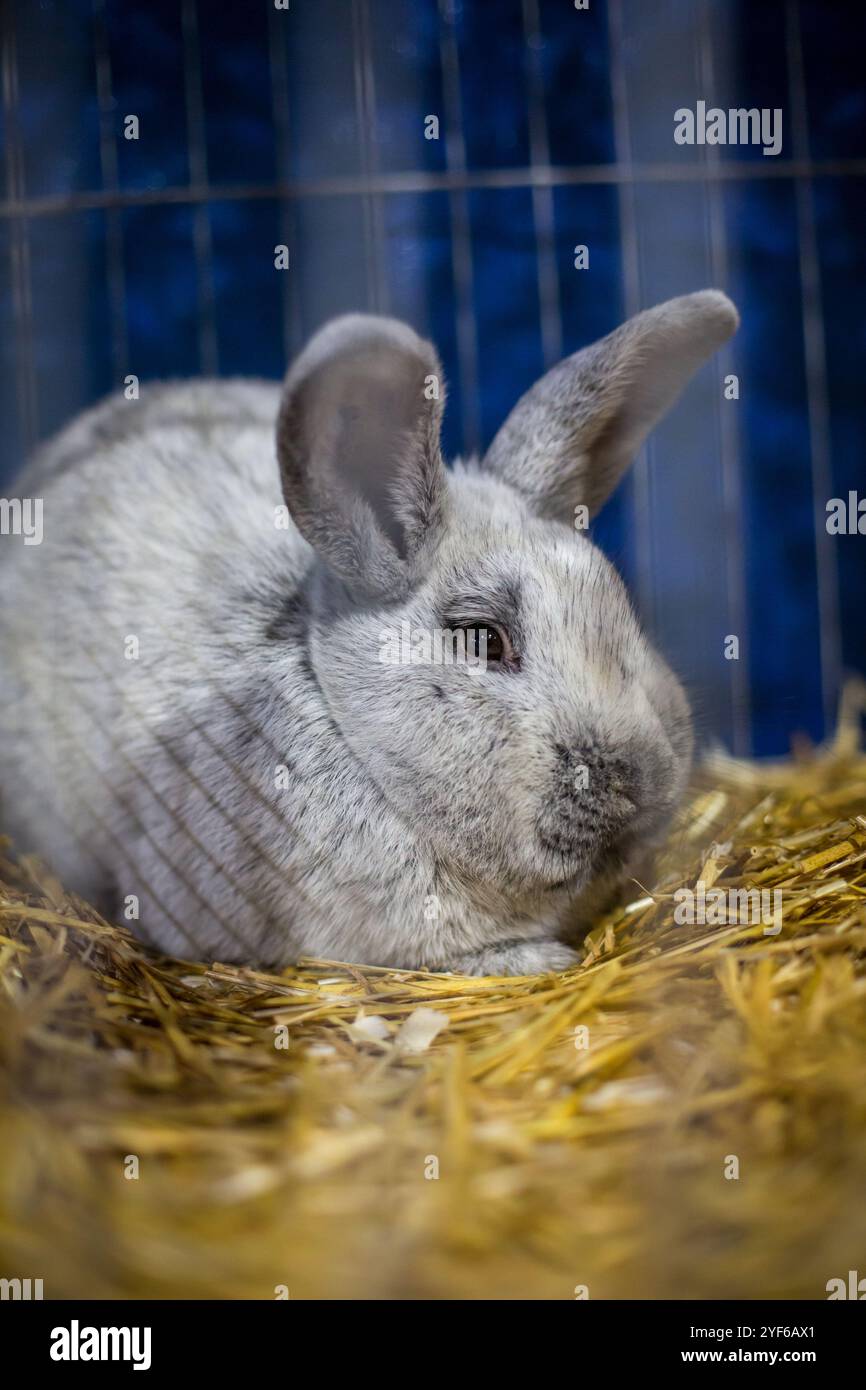 Silver grey rabbit hi-res stock photography and images - Alamy