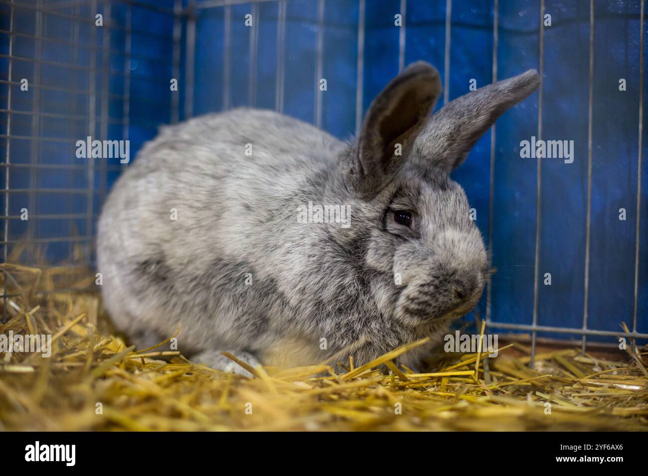 Giant Silver Rabbit on an animal exhibition Stock Photo - Alamy
