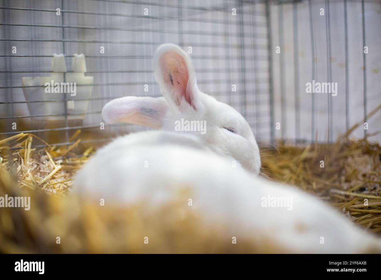 White vienna hi-res stock photography and images - Alamy