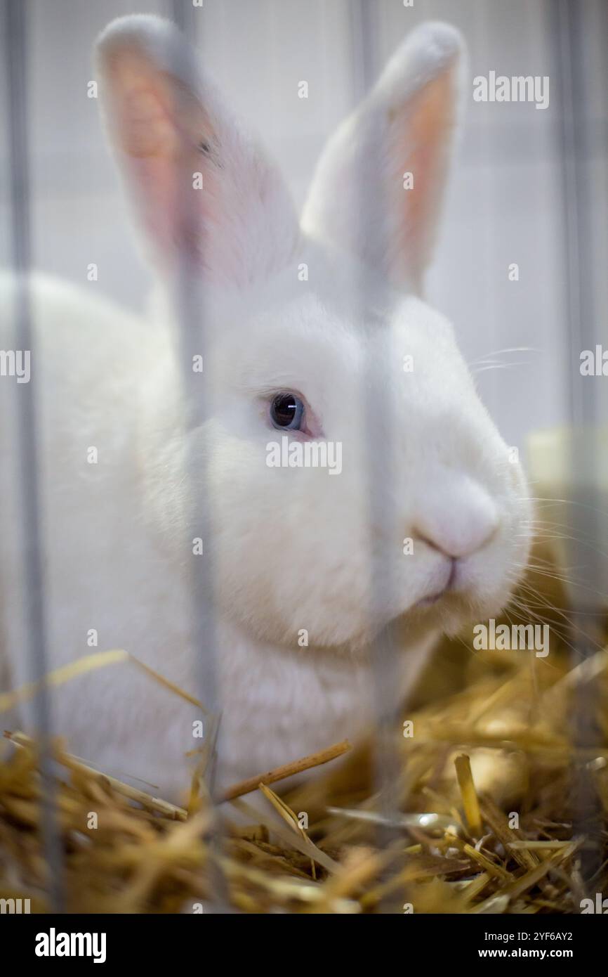 White vienna hi-res stock photography and images - Alamy