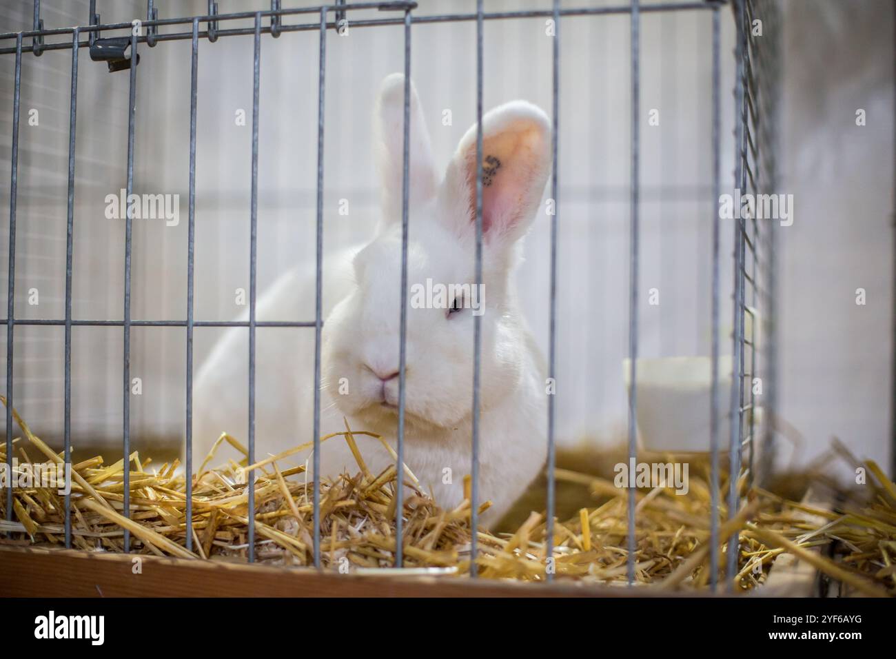 White vienna hi-res stock photography and images - Alamy