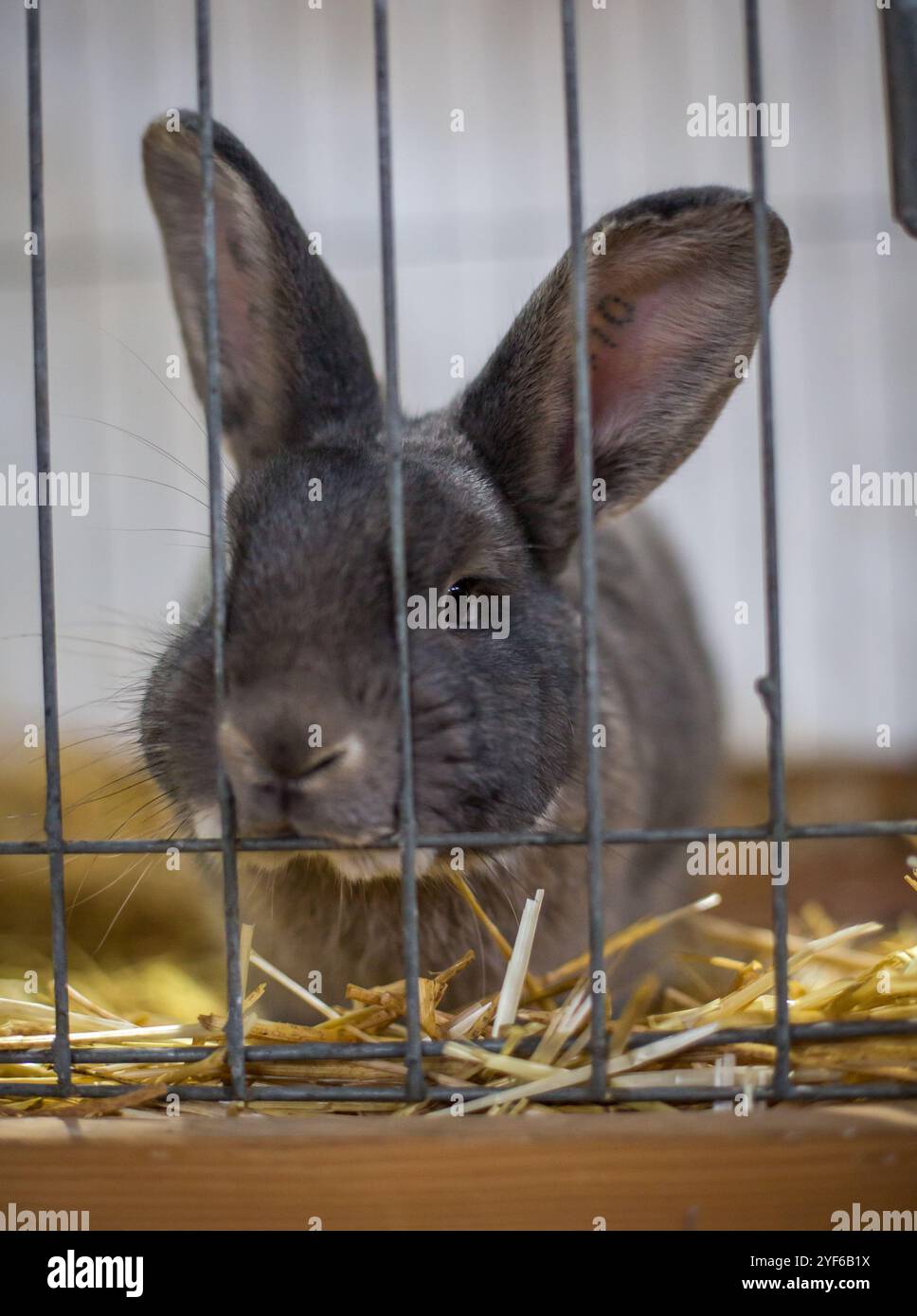 White rabbit blue hi-res stock photography and images - Alamy