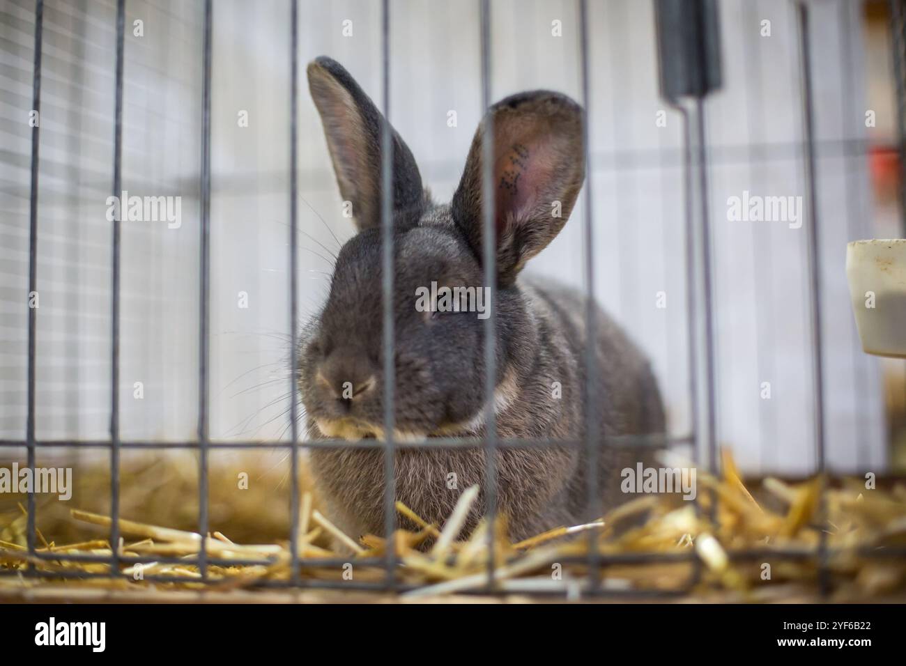 Grey and white rabbit hi-res stock photography and images - Alamy