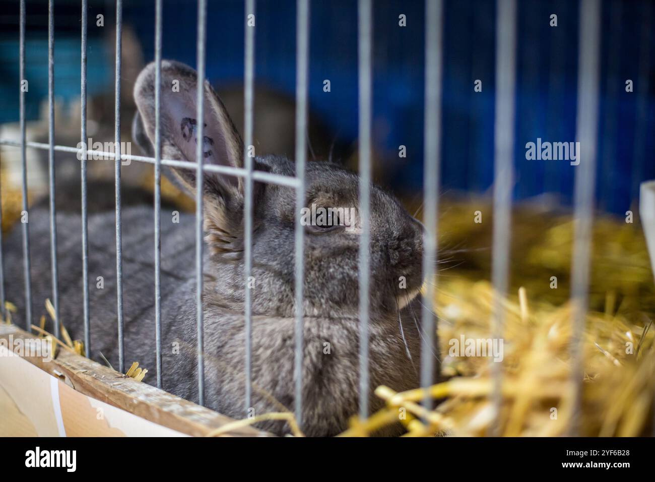 Grey and white rabbit hi-res stock photography and images - Alamy