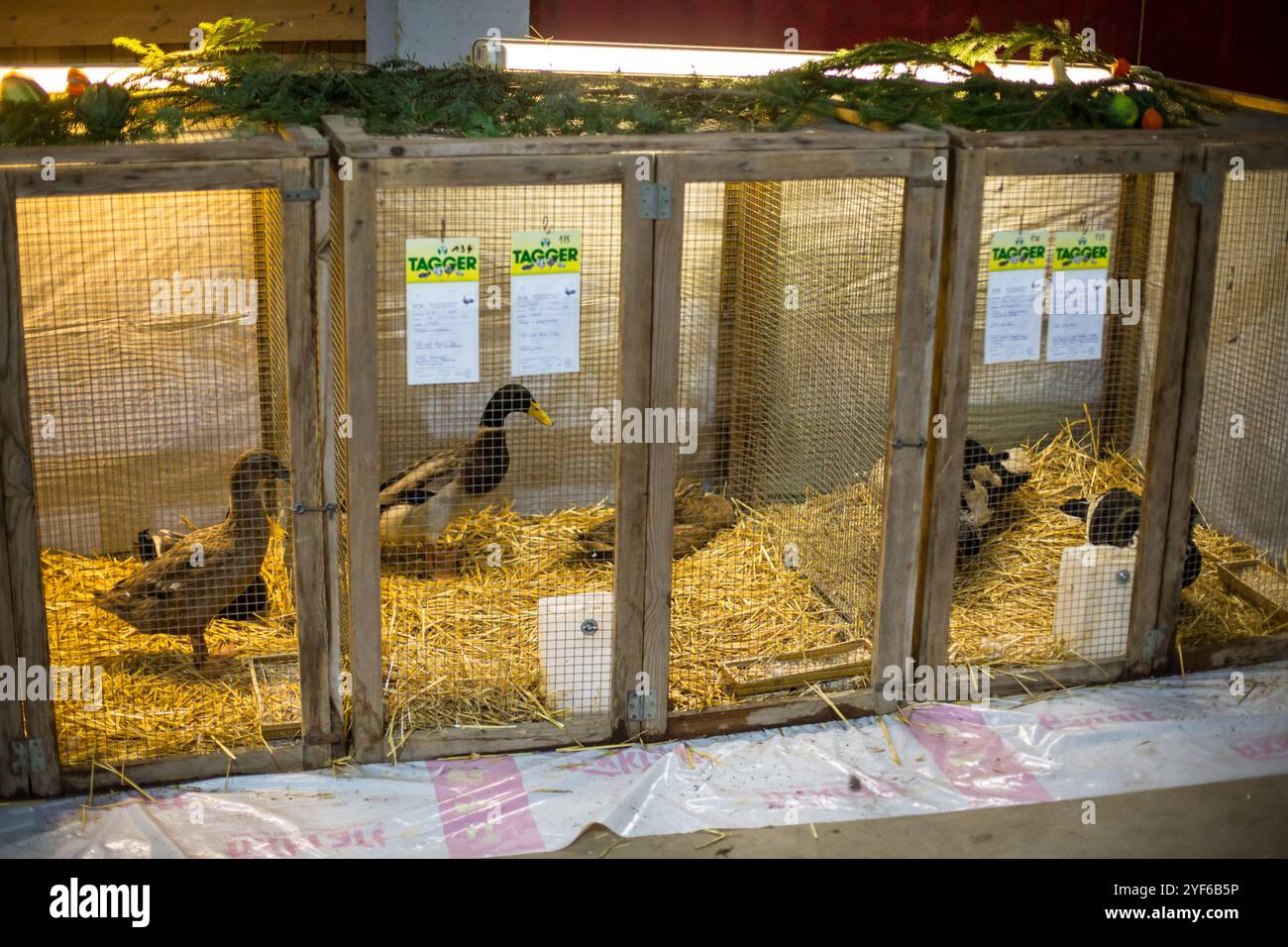 Ducks on an animal exhibition Stock Photo - Alamy