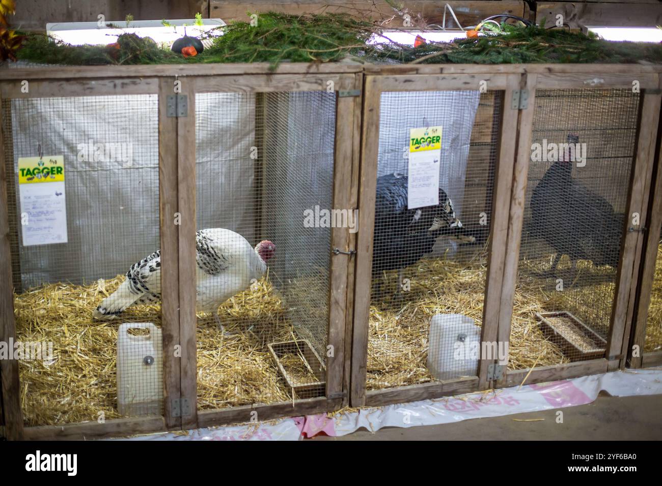 Turkeys on an animal exhibition Stock Photo - Alamy