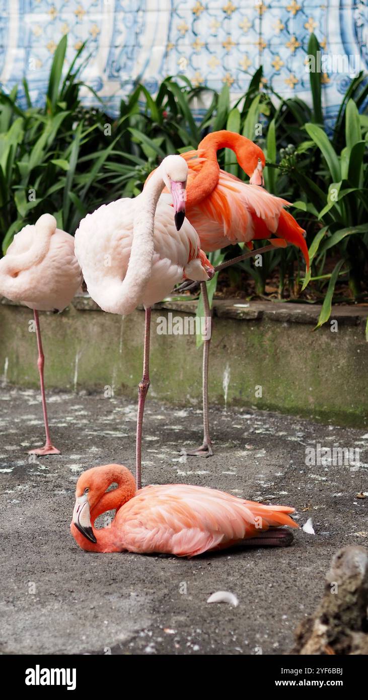 Elegant eye catching design hi-res stock photography and images - Alamy