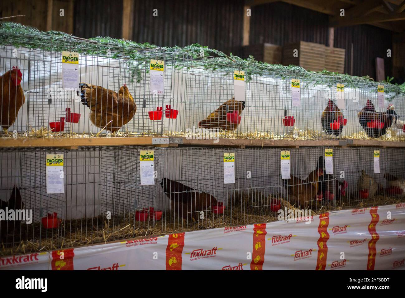 Chickens on an animal exhibition Stock Photo - Alamy