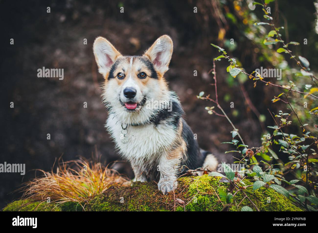 Portrait tricolor pembroke welsh corgi hi-res stock photography and ...