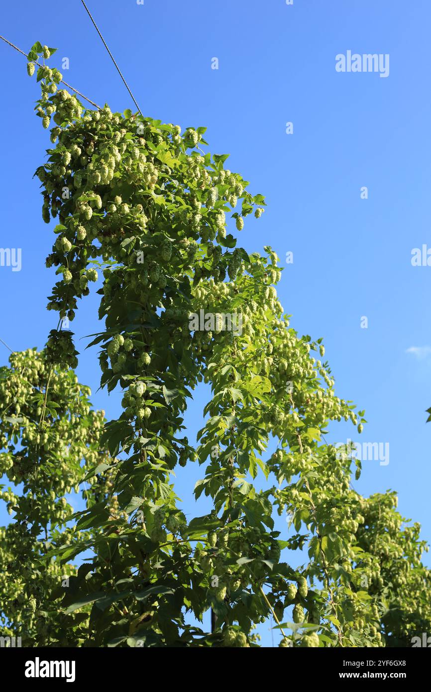Hop hops ready harvest hi-res stock photography and images - Alamy