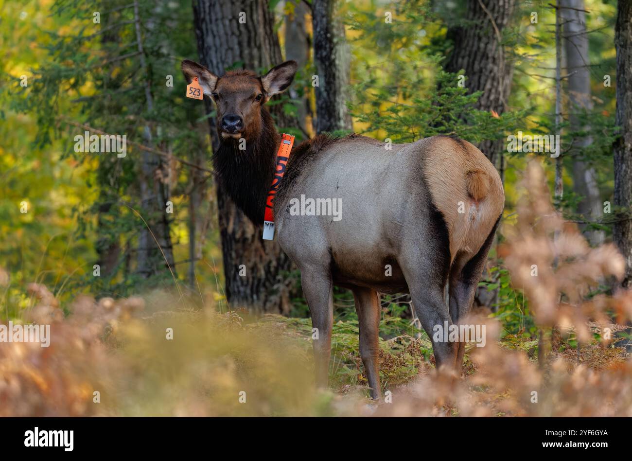 Cow elk in the Clam Lake area of northern Wisconsin Stock Photo - Alamy