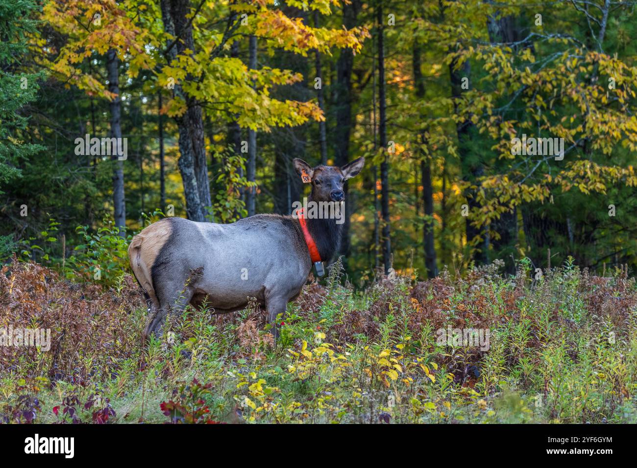 Cow in the Clam Lake area of northern Wisconsin Stock Photo - Alamy