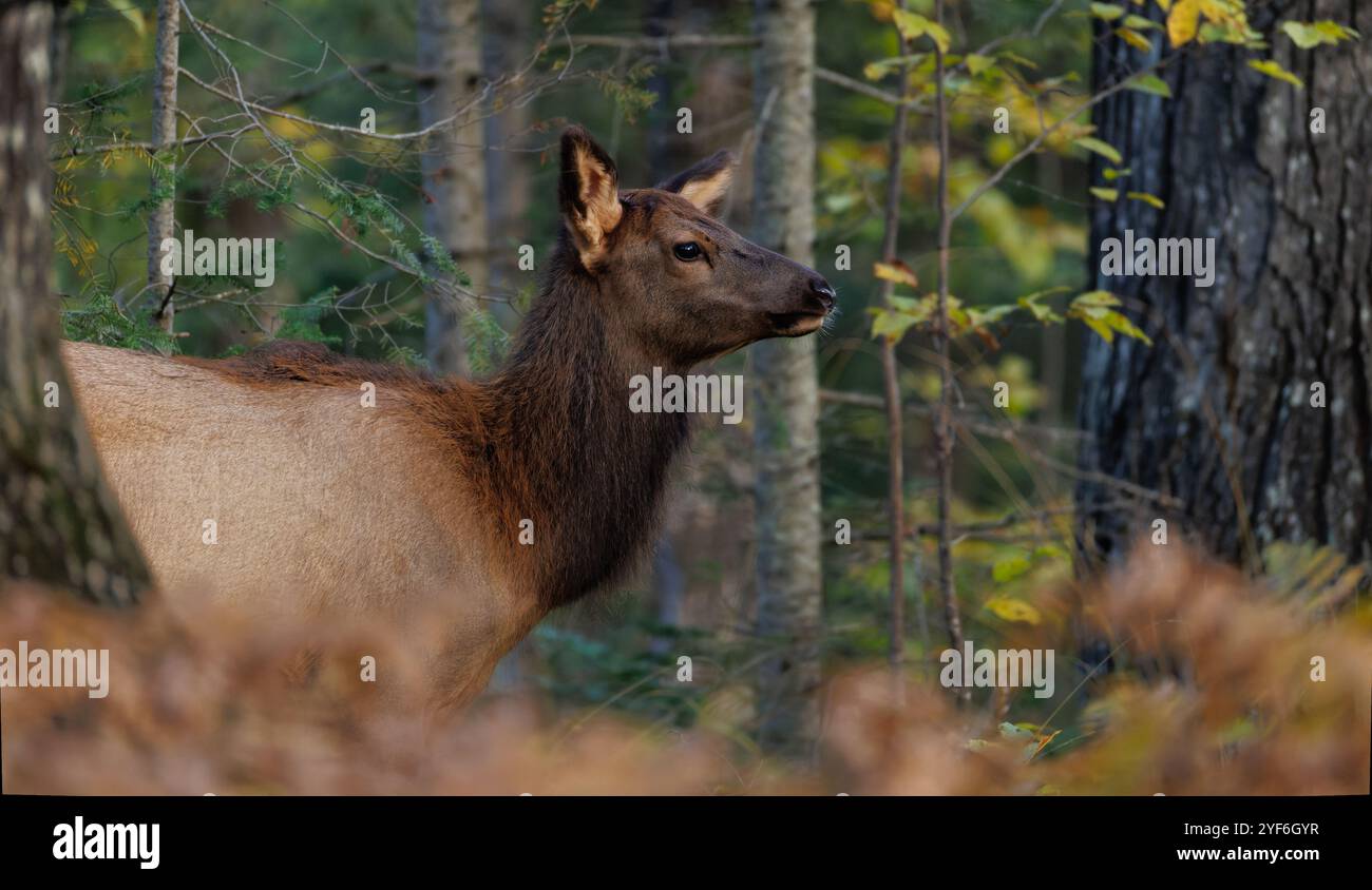 Young elk in the Clam Lake area of northern Wisconsin Stock Photo - Alamy